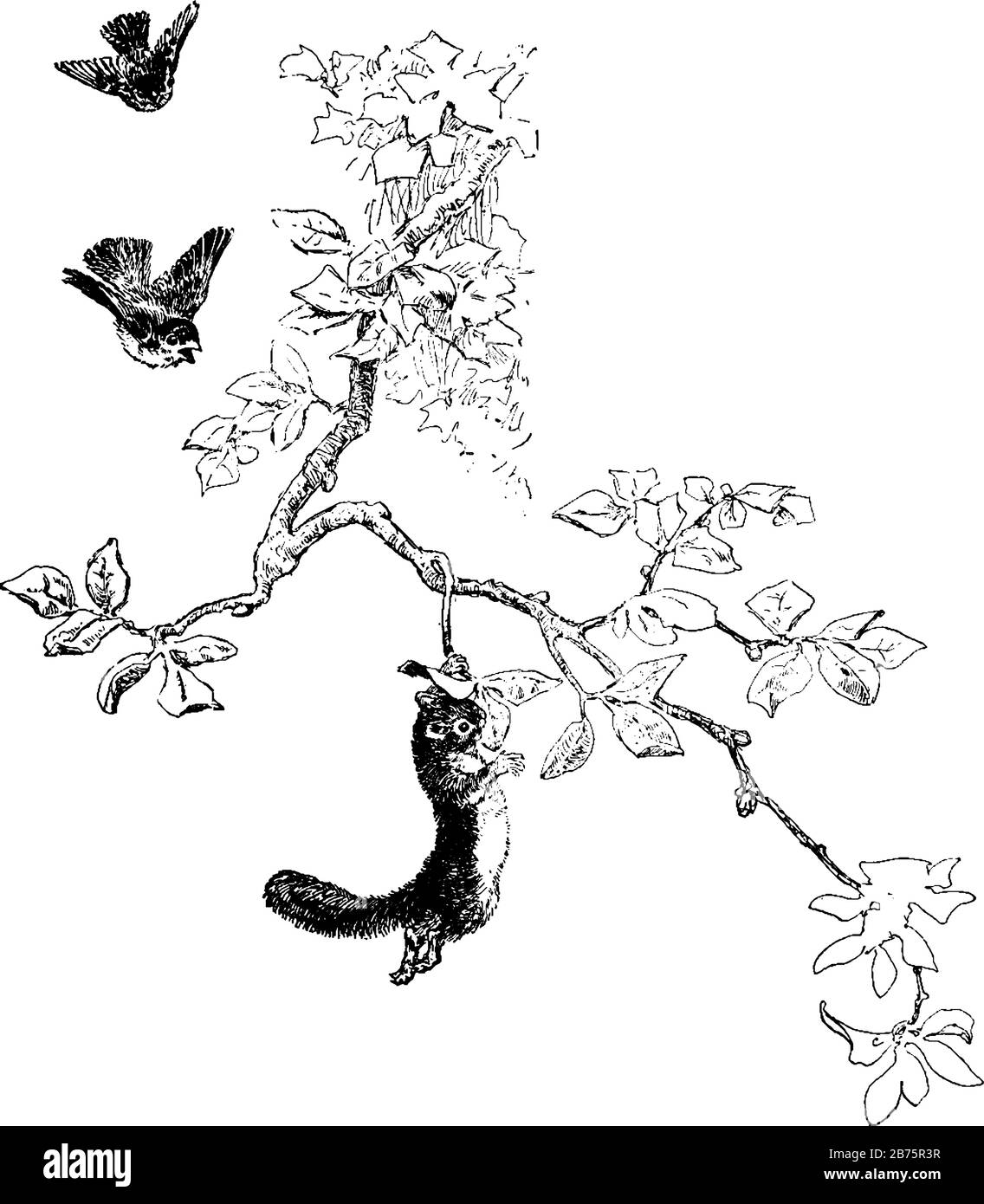 Squirrel In Tree Drawing