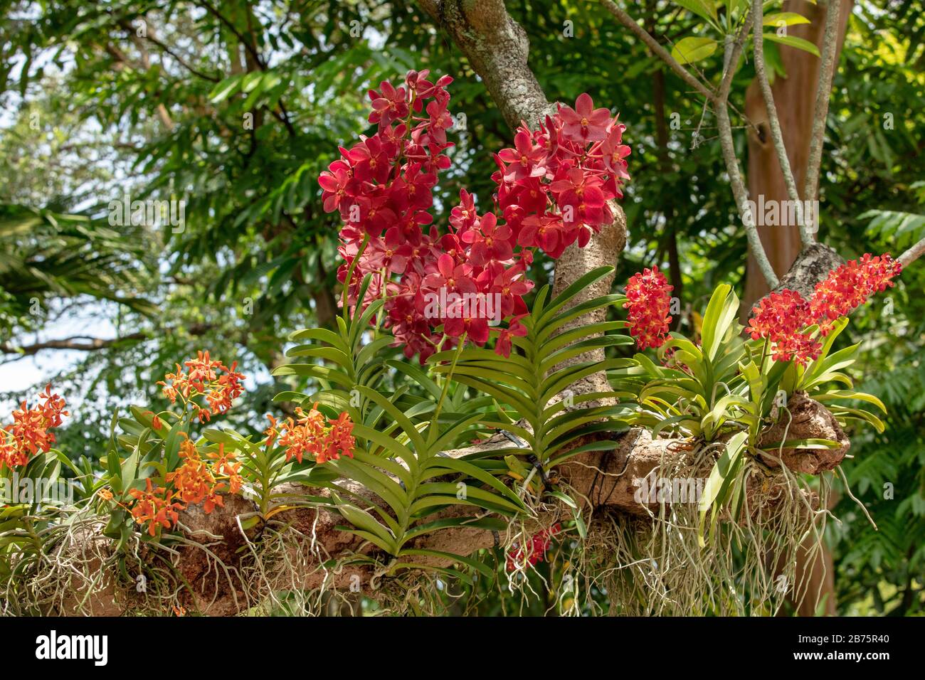 Orchids seen on tree branches in the National Orchid Garden of ...