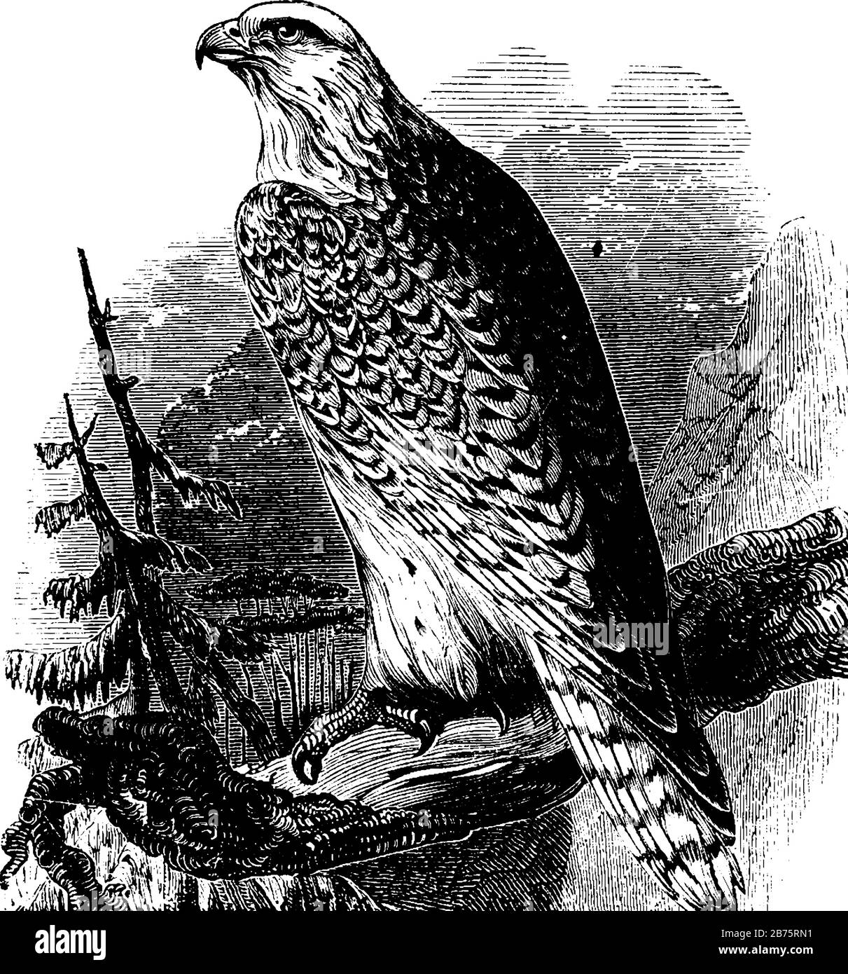White Falcon perched atop a branch, vintage line drawing or engraving ...