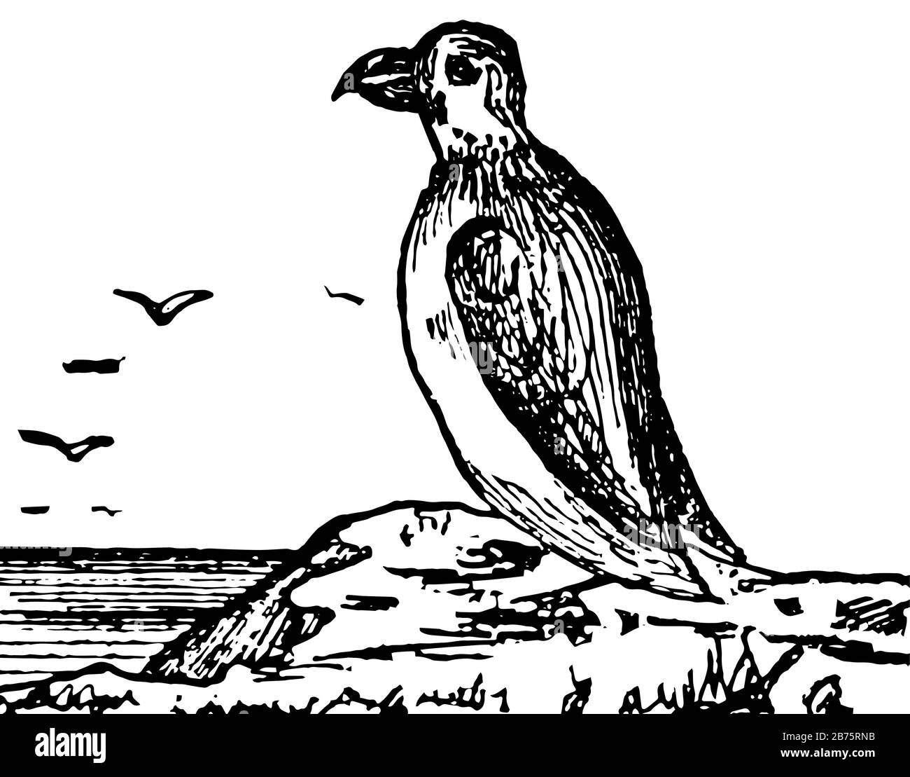 Puffin is a marine diving bird, vintage line drawing or engraving ...