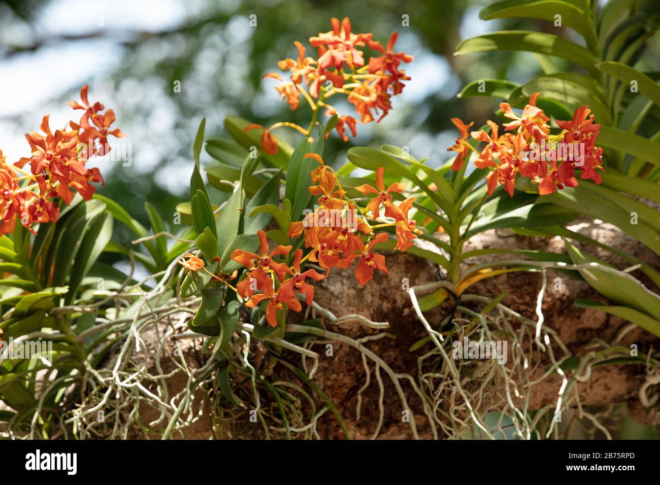 Orchids seen on tree branches in the National Orchid Garden of ...