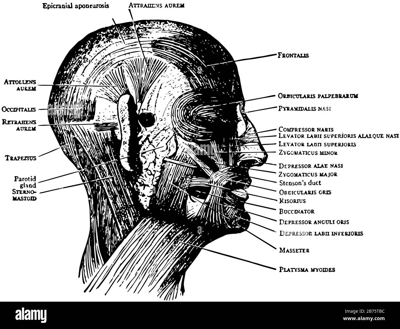 This illustration represents Face and Scalp Muscles, vintage line ...