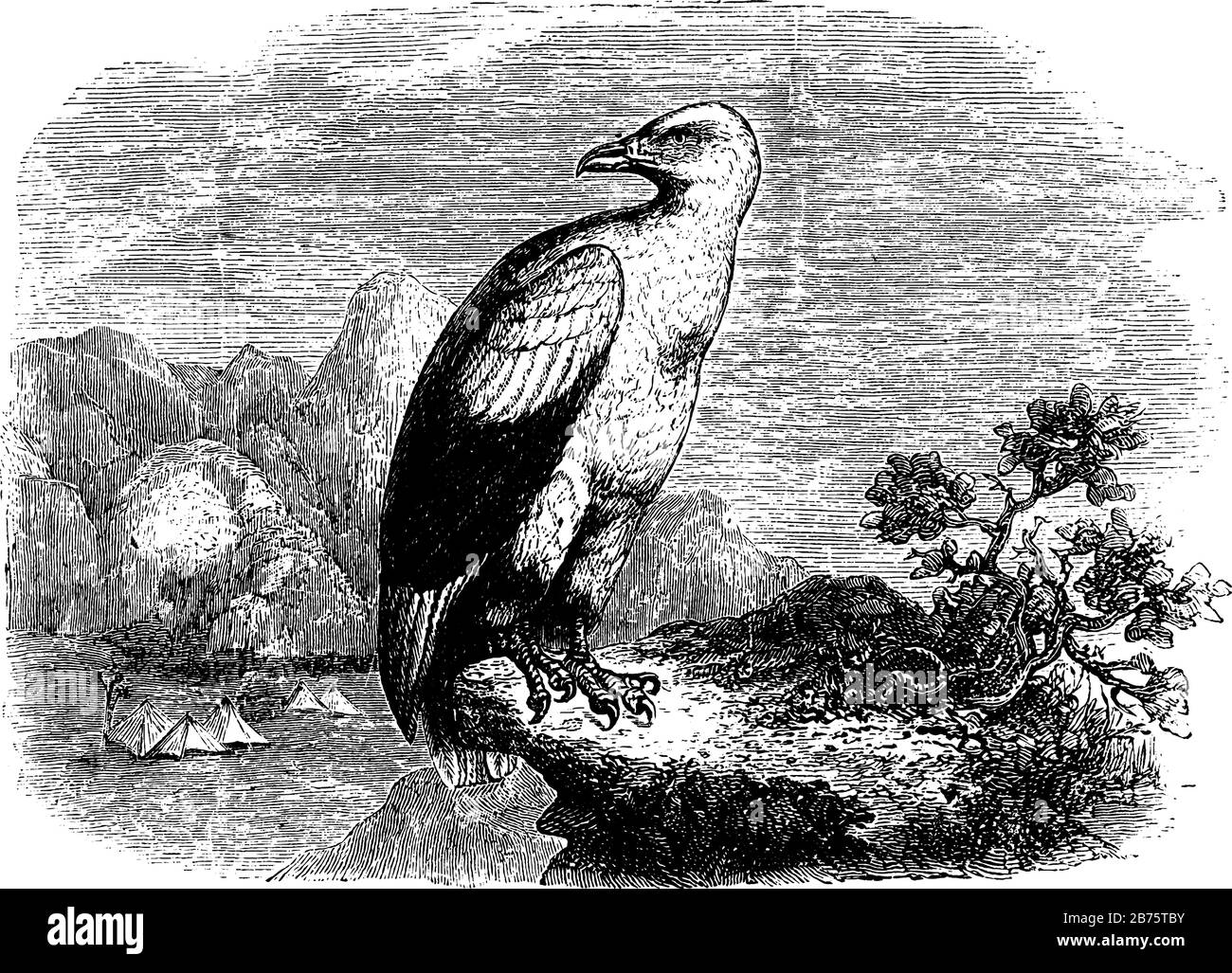 Vulture Hawk is about the size of a goose, vintage line drawing or ...