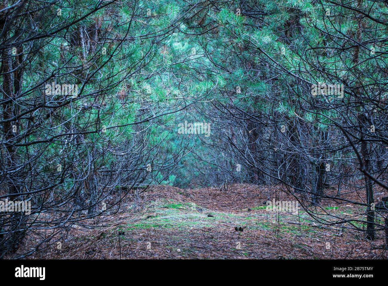 Thin arch hi-res stock photography and images - Alamy