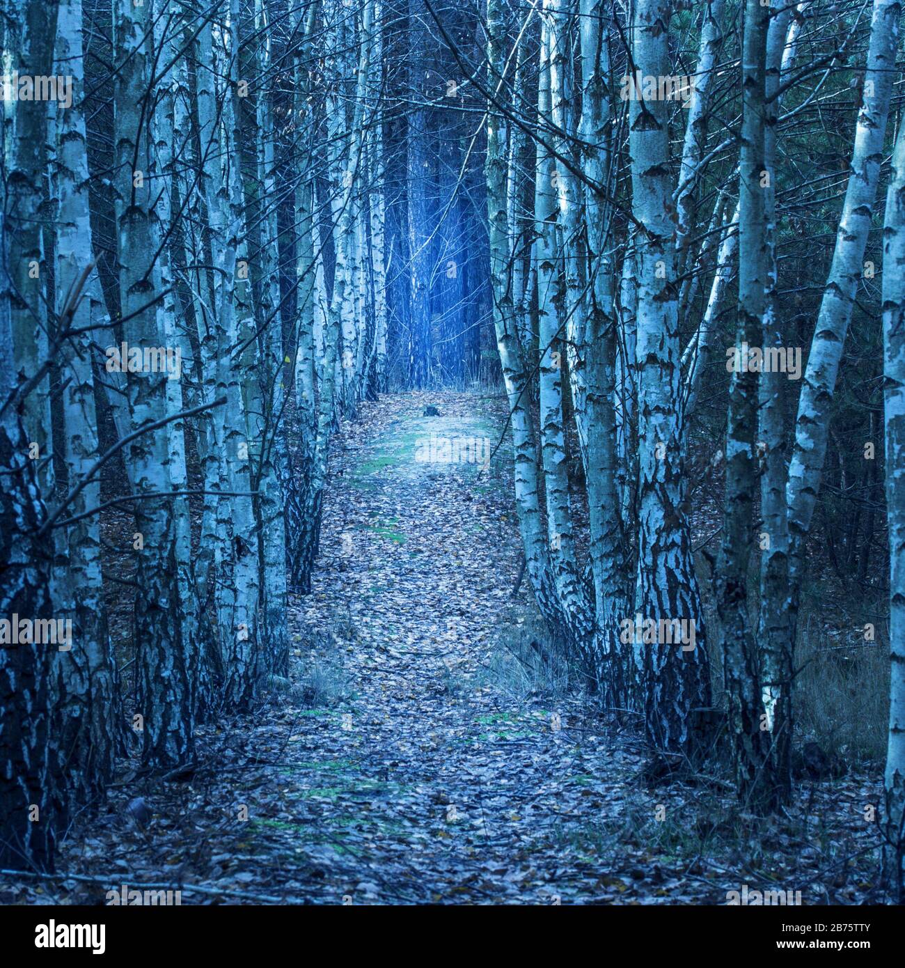 Birch forest night hi-res stock photography and images - Alamy