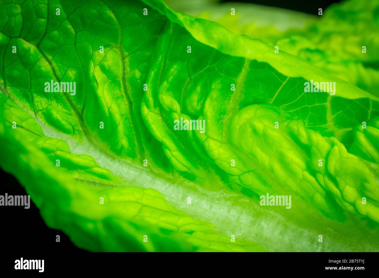 Green crispy lettuce on black background Stock Photo - Alamy