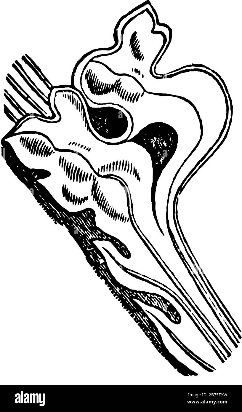 Crocket, curled, leaf, cusp, Gothic, architecture, crochet, vintage ...