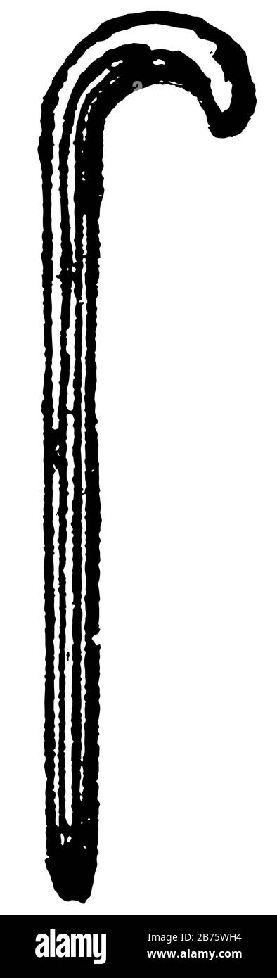 Cane are used as a walking stick, vintage line drawing or engraving ...
