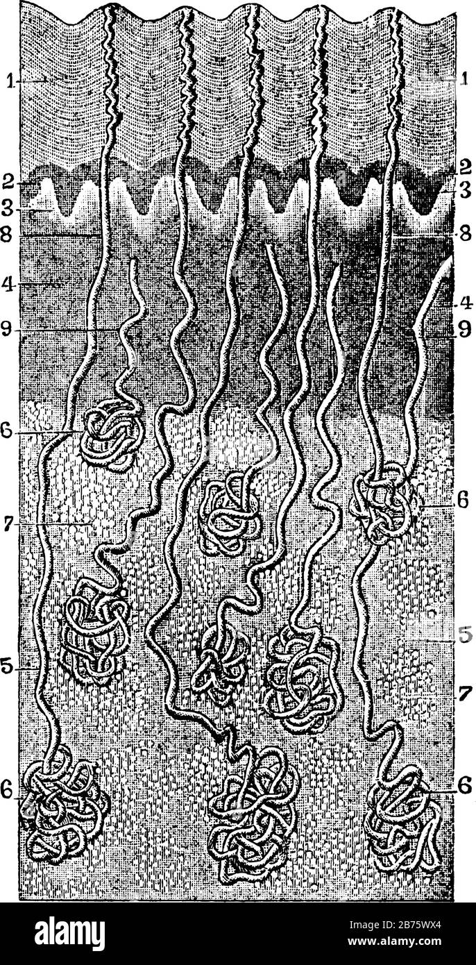 Layers of skin drawing Black and White Stock Photos & Images - Alamy