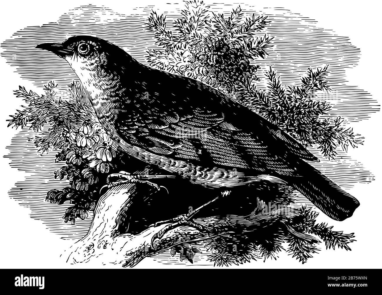 Golden Thrush is native to Japan and Savabut migrates to Southern ...