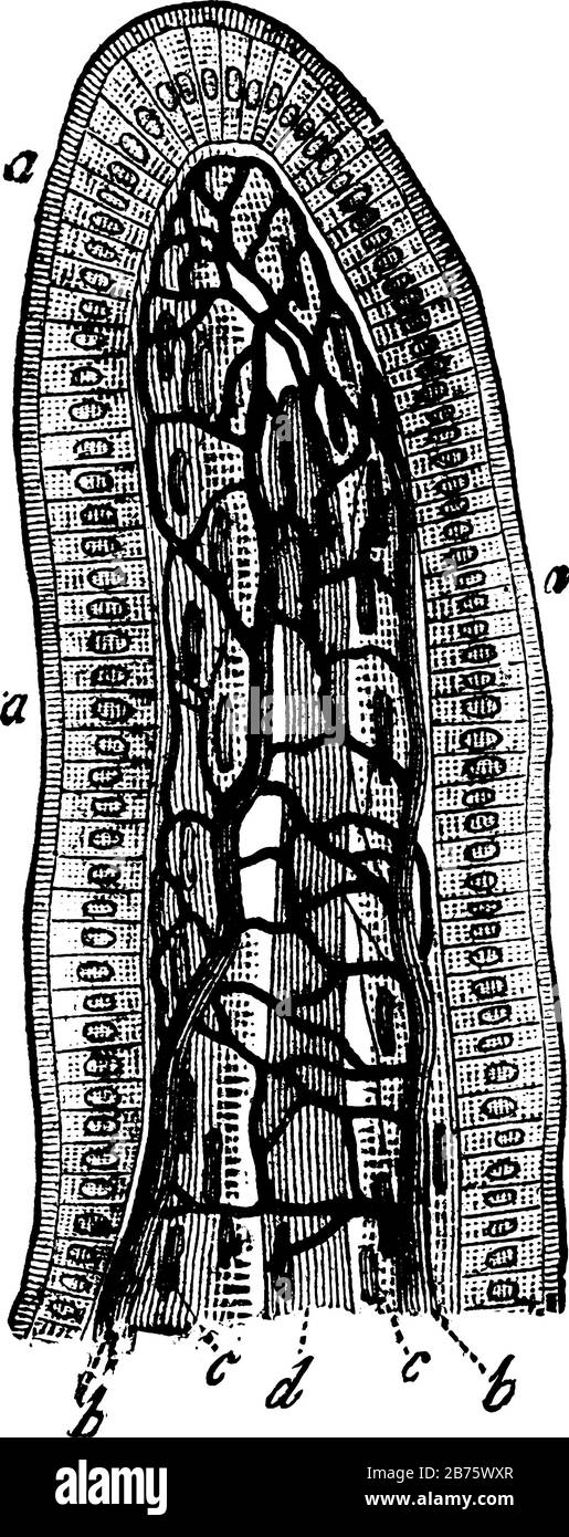 This diagram represents Intestinal Villus, vintage line drawing or ...