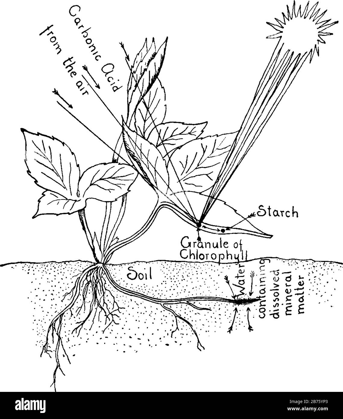 This illustration represents a formation of starch, vintage line ...