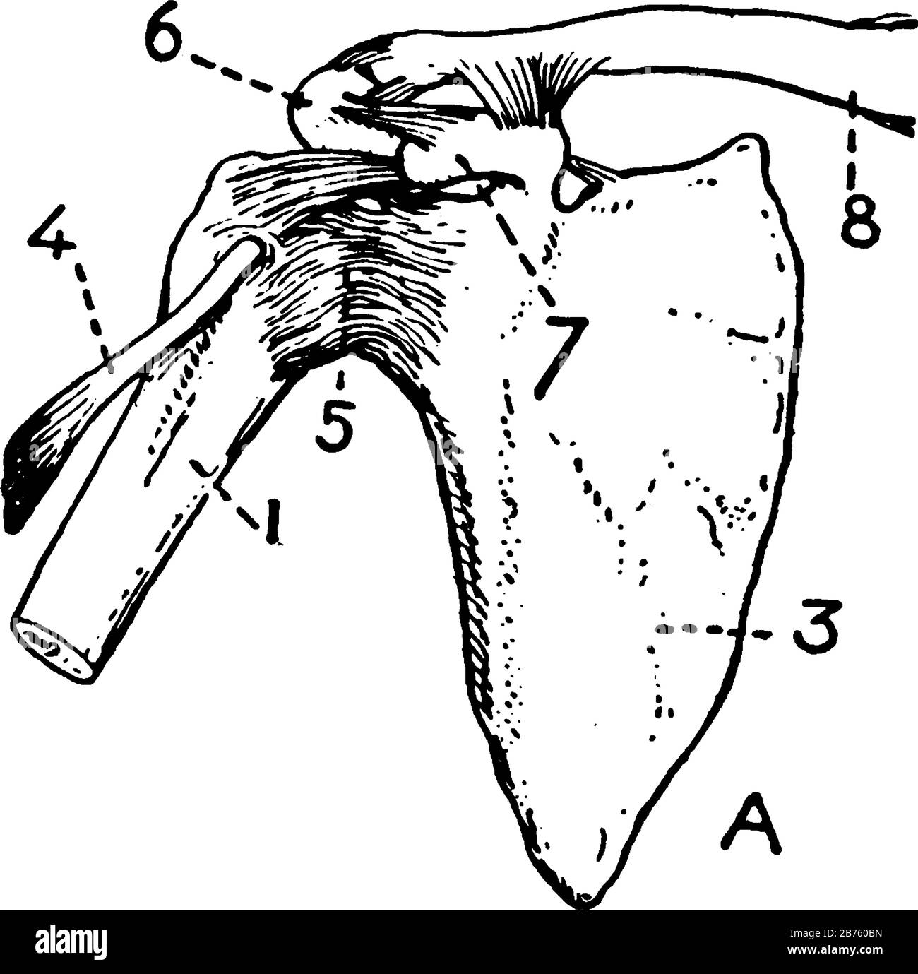 This illustration represents Shoulder bones and ligaments, vintage line ...