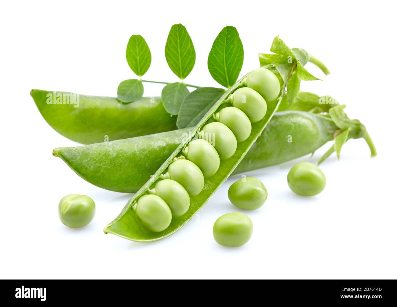 Bob leaf Cut Out Stock Images & Pictures - Alamy