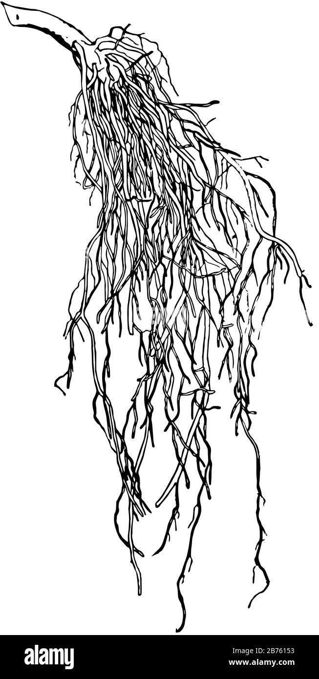 This illustration represents Cleanly Cut Root, vintage line drawing or ...
