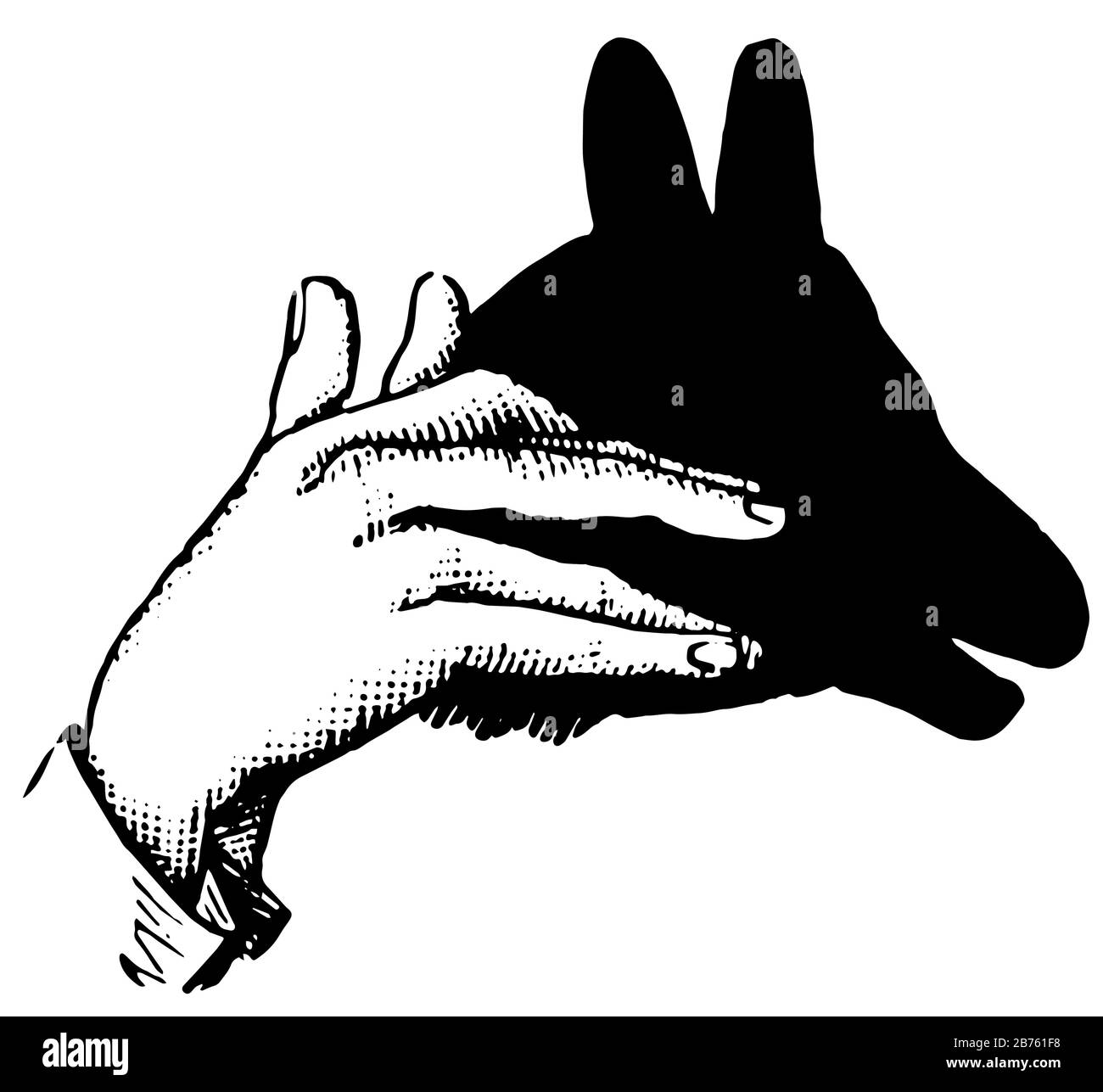 This picture represents Hand-shadow of Donkey, vintage line drawing or ...