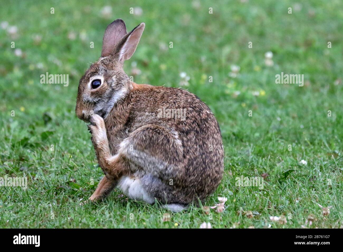 Wild Bunny on lawn grazing Stock Photo - Alamy