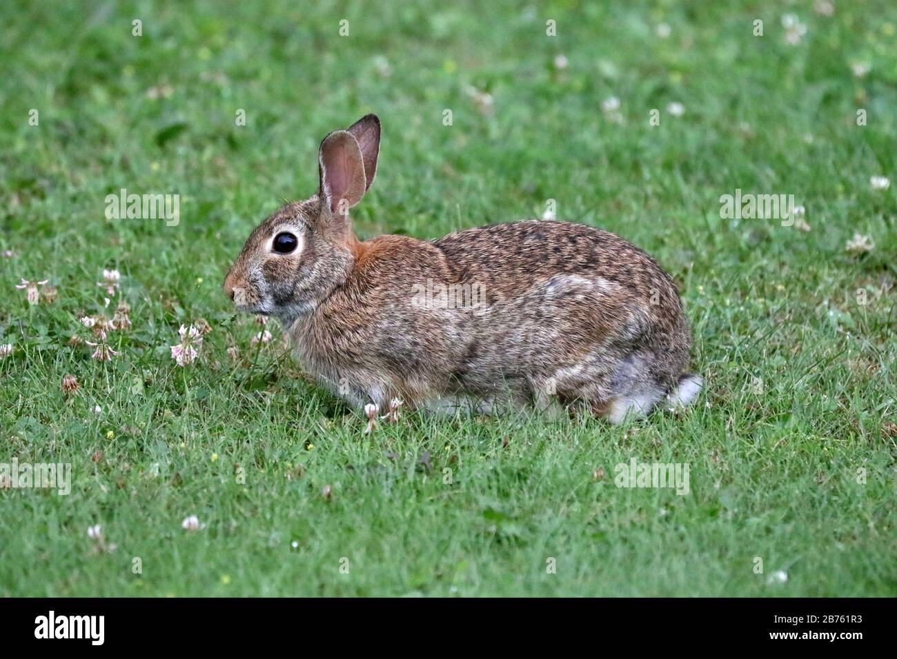 Rabbit grazing many hi-res stock photography and images - Alamy