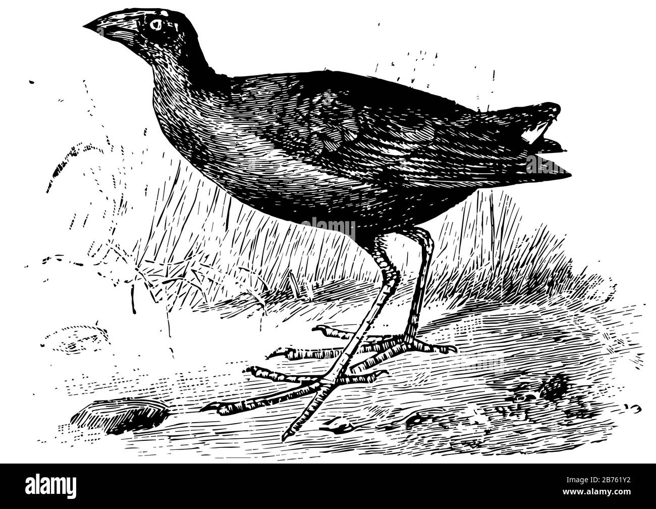 Black Backed Sultan has a stout bill and long legs and more stately ...