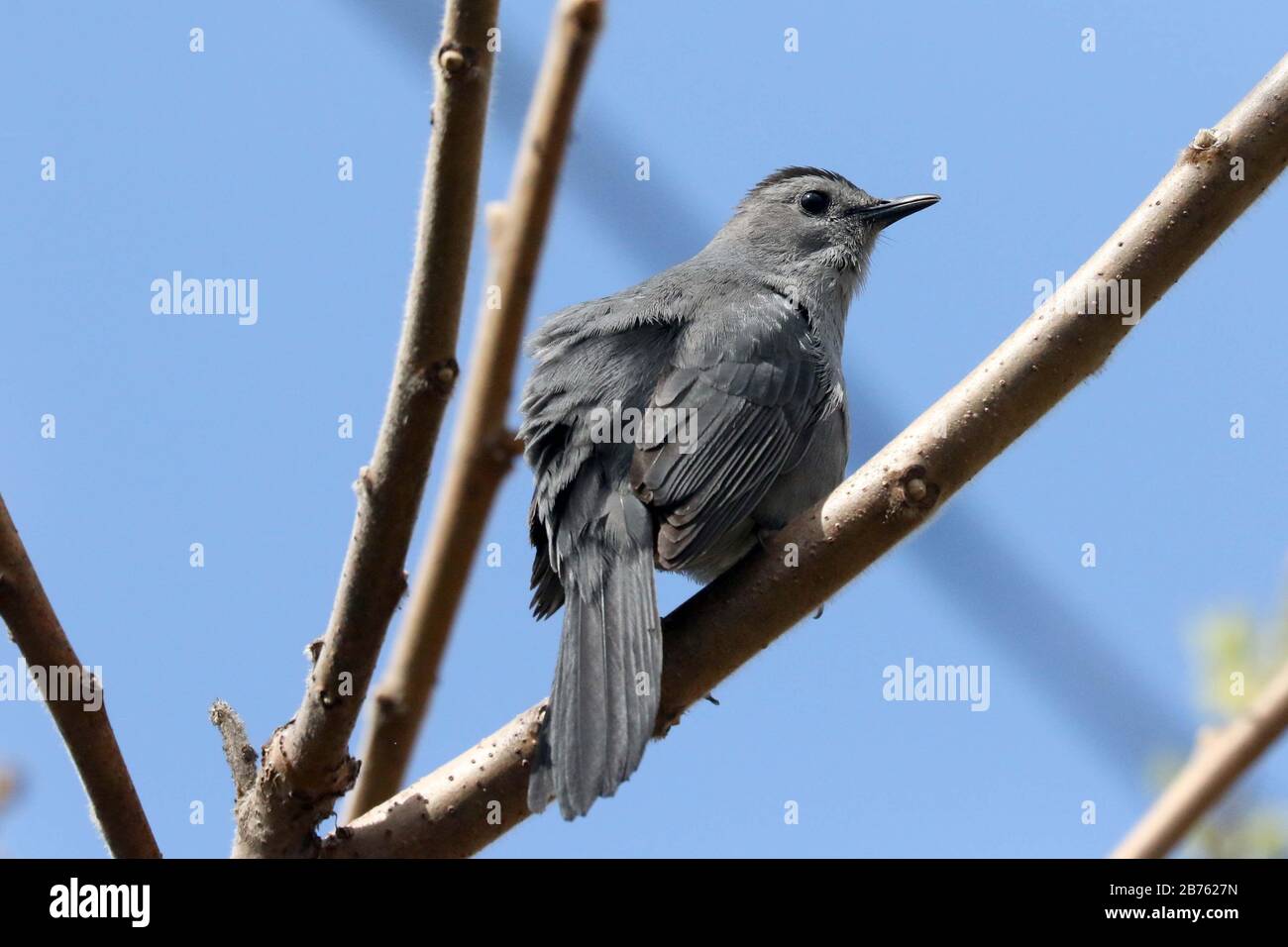 Catbird head hi-res stock photography and images - Alamy