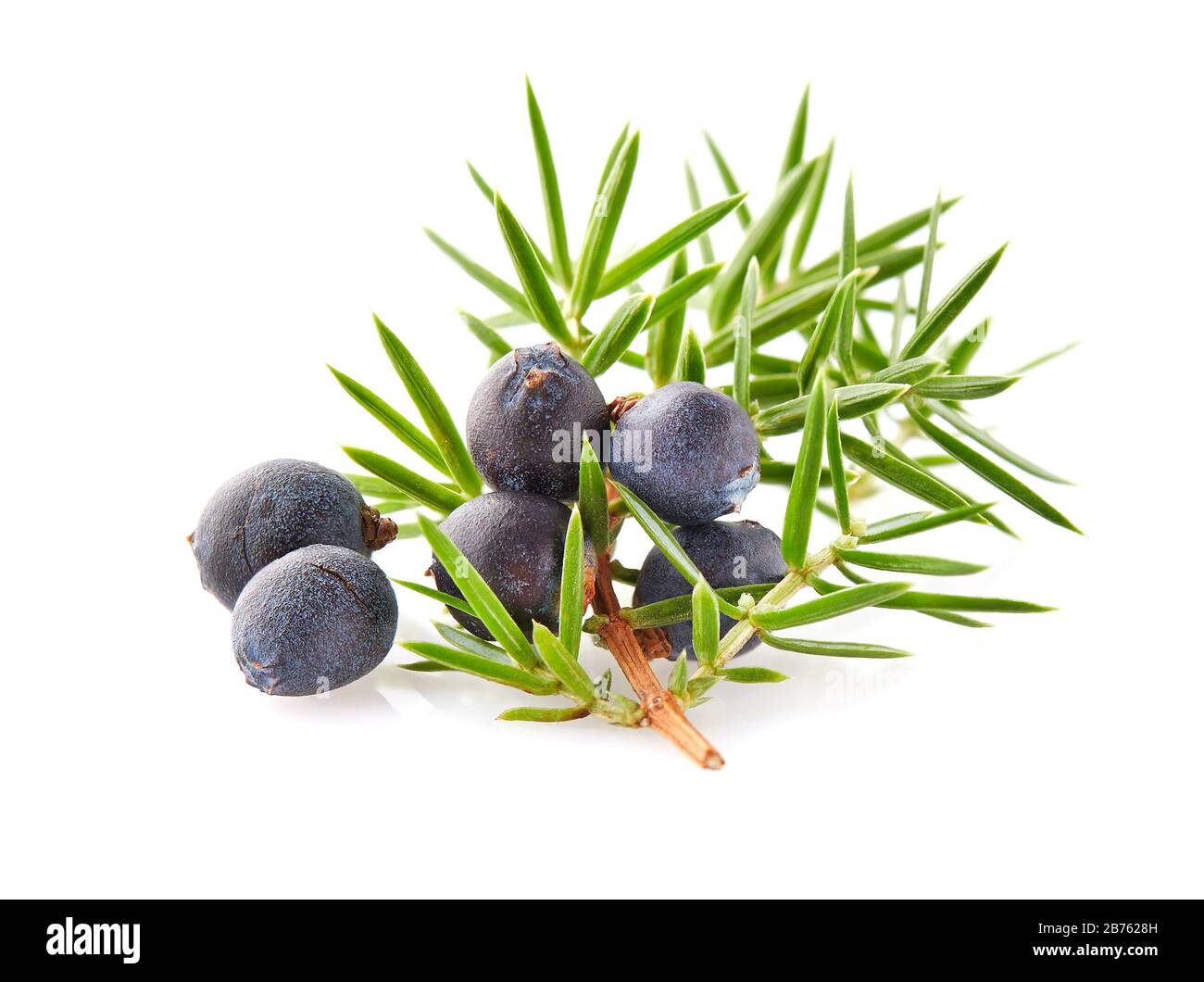 Juniper berry branch Cut Out Stock Images & Pictures - Alamy