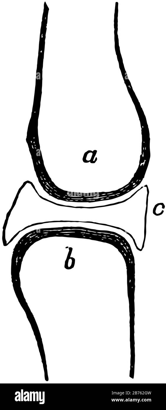 This illustration represents Joint, vintage line drawing or engraving ...