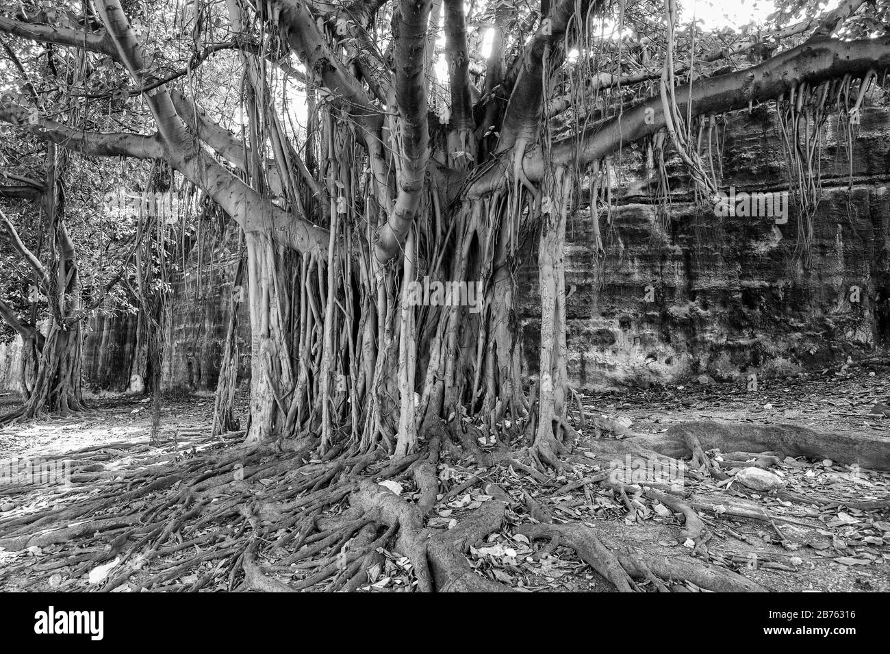 Jaguey cuba hi-res stock photography and images - Alamy