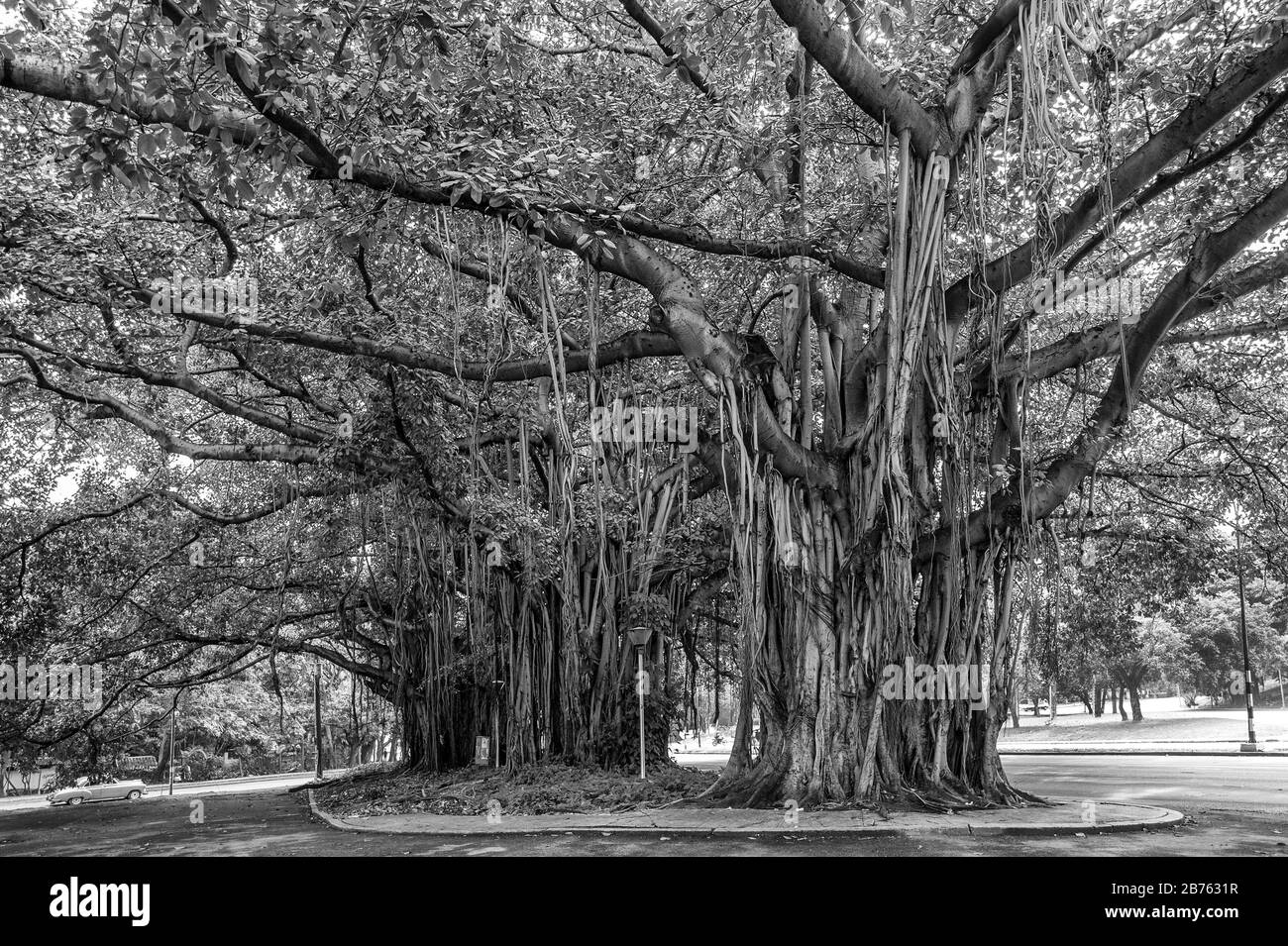 Jaguey hi-res stock photography and images - Alamy