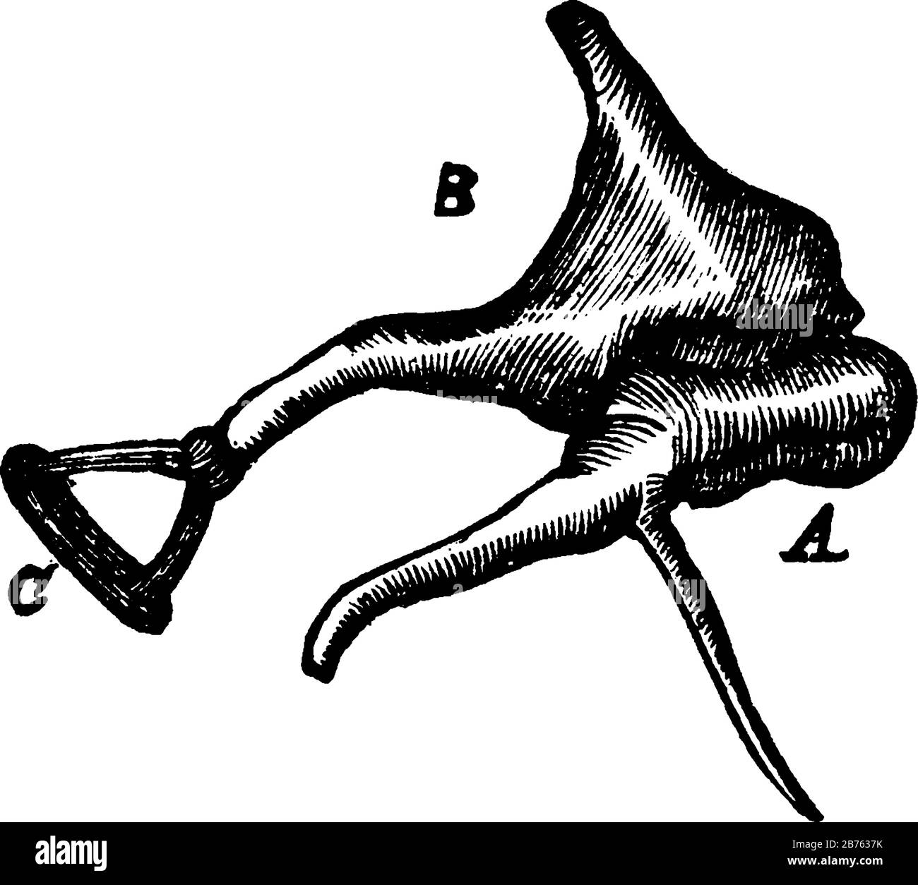 This illustration represents The Tympanic Ossicles, vintage line ...