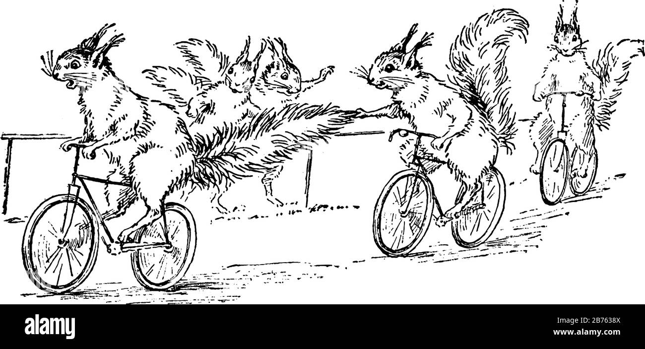 Squirrels riding on bicycles, vintage line drawing or engraving ...