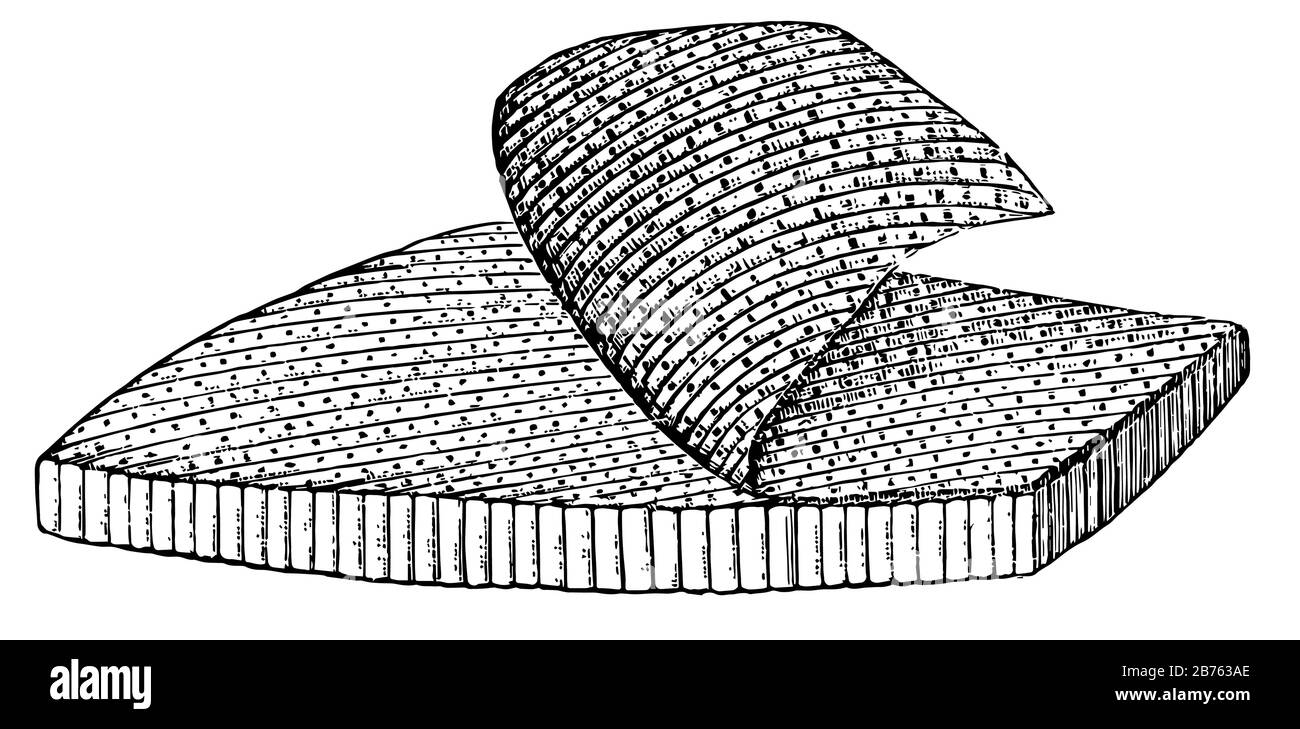 This illustration represents Outer skin, vintage line drawing or ...