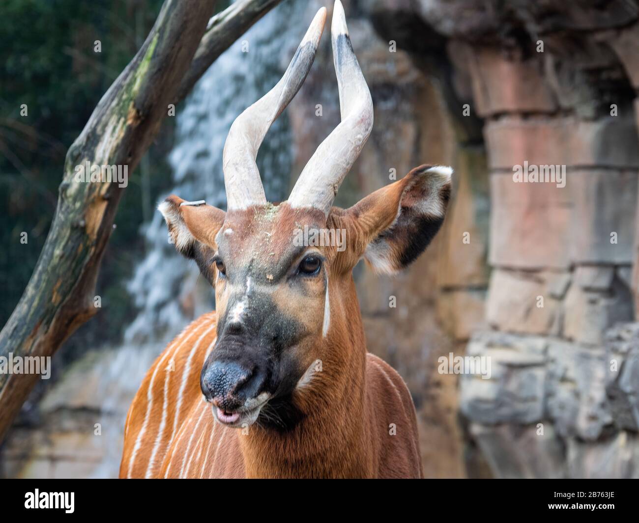 An endangered animal species hi-res stock photography and images - Alamy