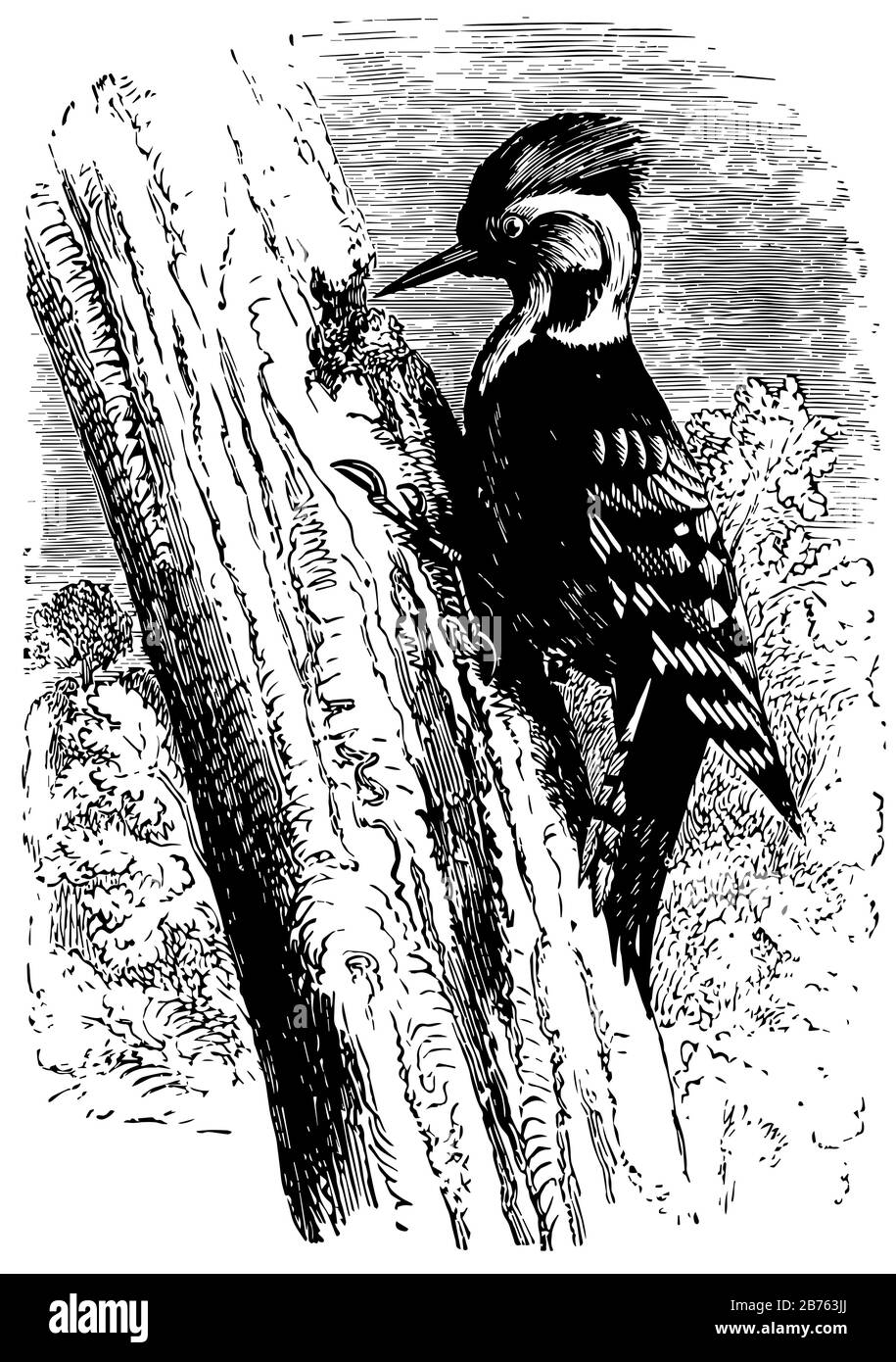 Woodpecker middle Stock Vector Images - Alamy