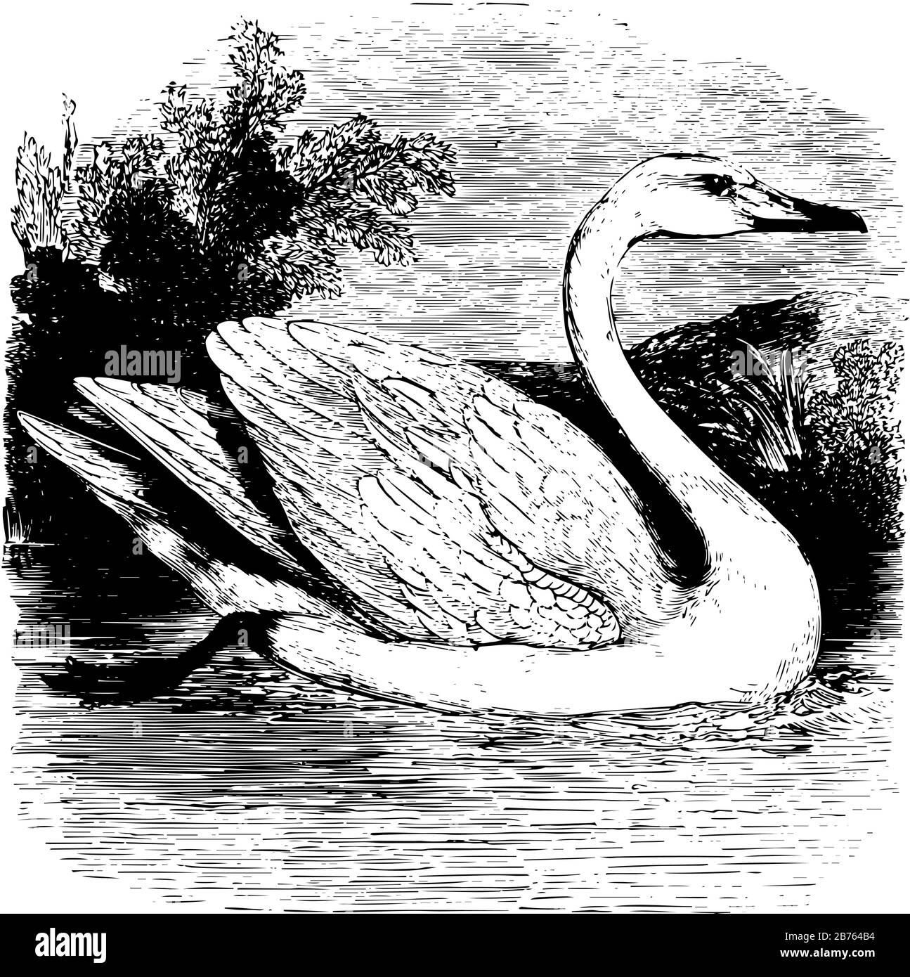 Swan feet Stock Vector Images - Alamy