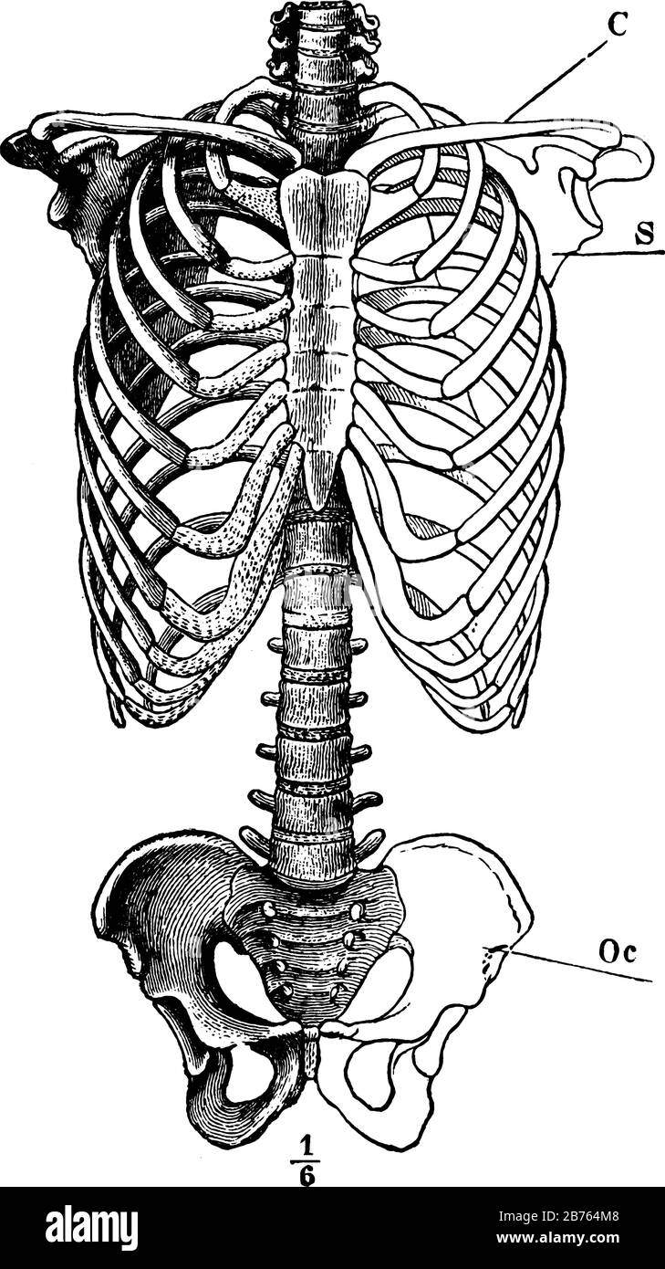 This illustration represents Skeleton of Trunk, vintage line drawing or ...