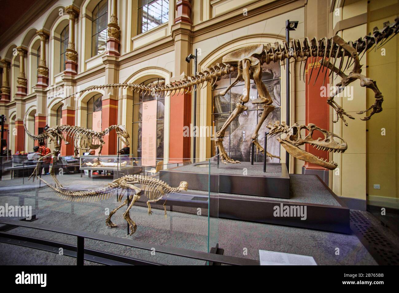Skeleton Allosaurus Museum Natural History High Resolution Stock ...