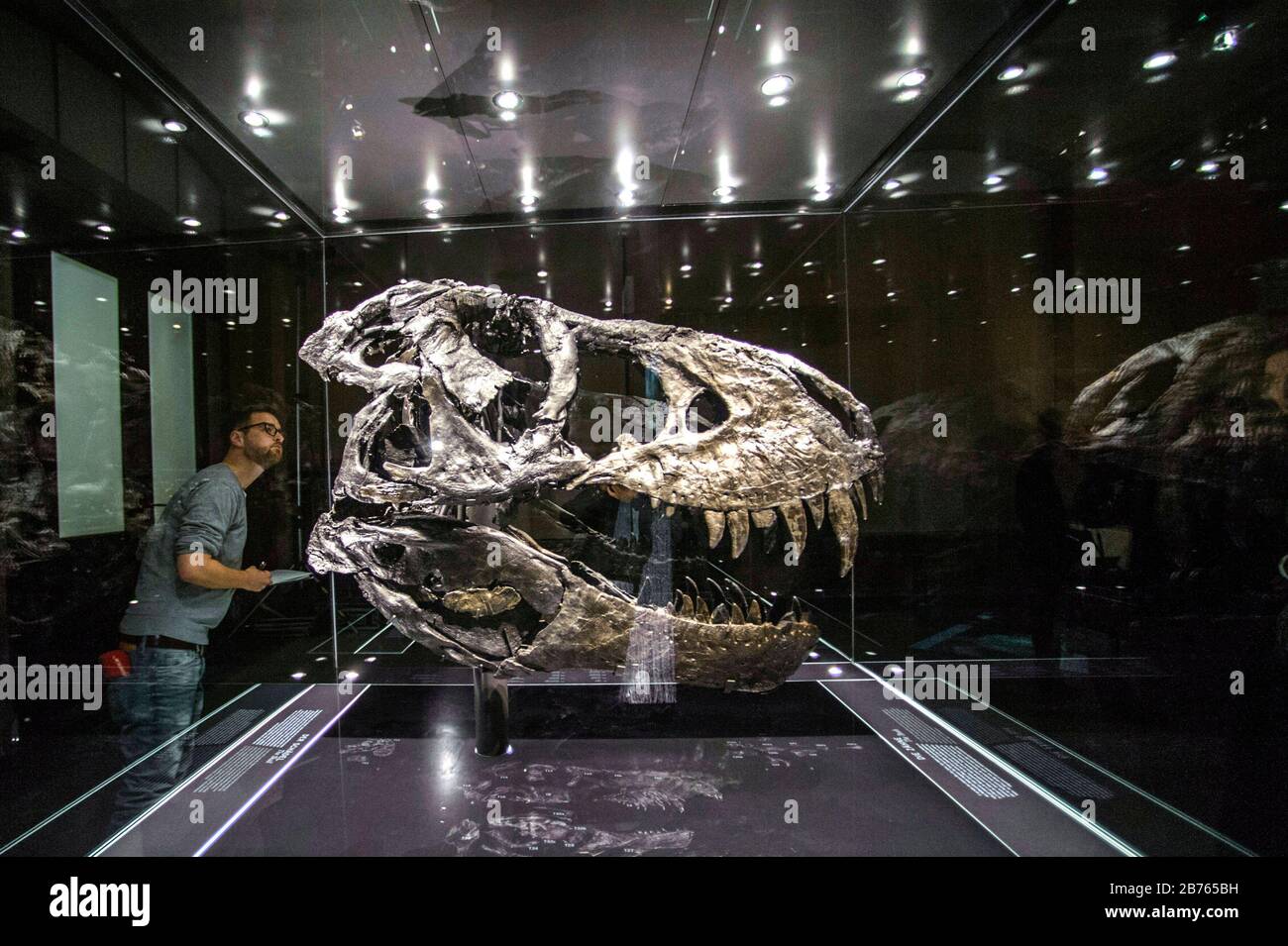 T rex teeth museum hi-res stock photography and images - Alamy