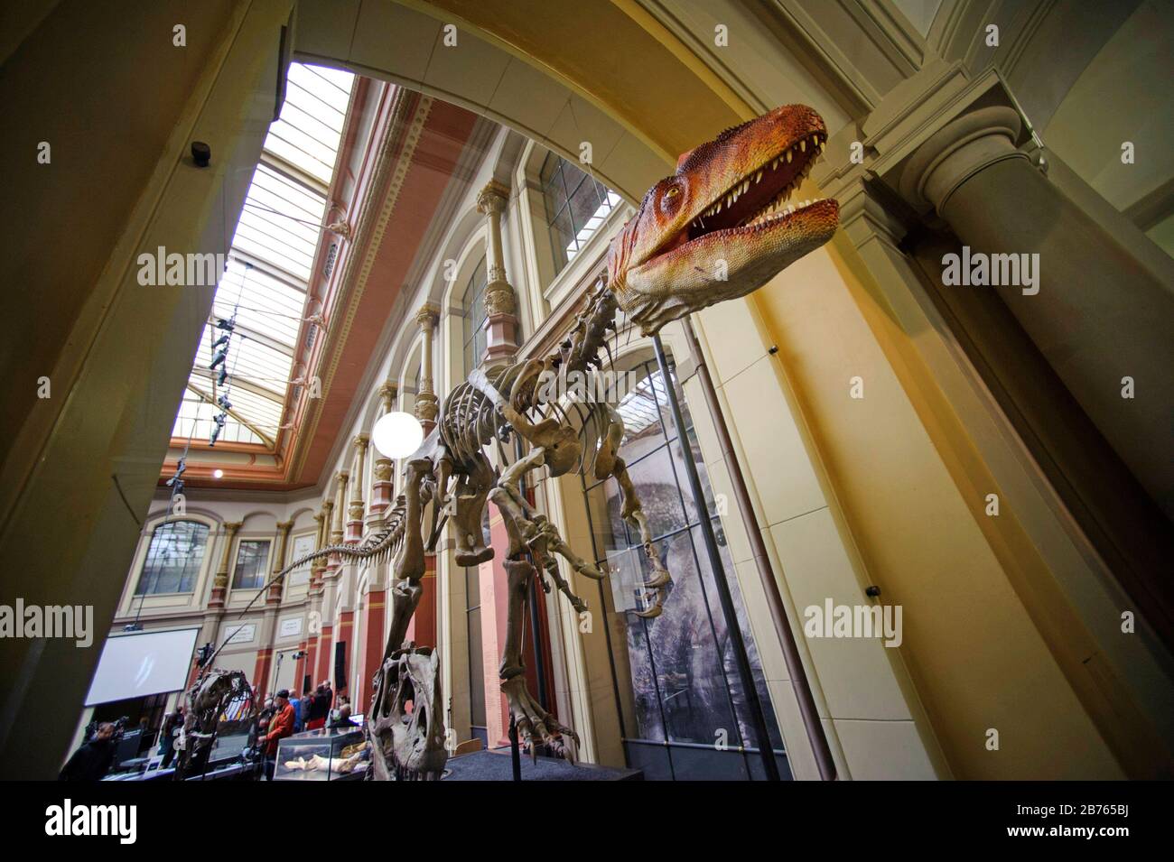Skeleton allosaurus museum natural history hi-res stock photography and ...