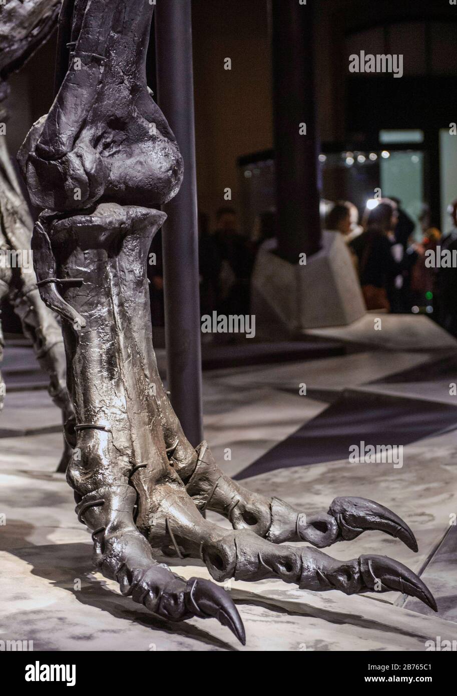 T rex teeth museum hi-res stock photography and images - Alamy