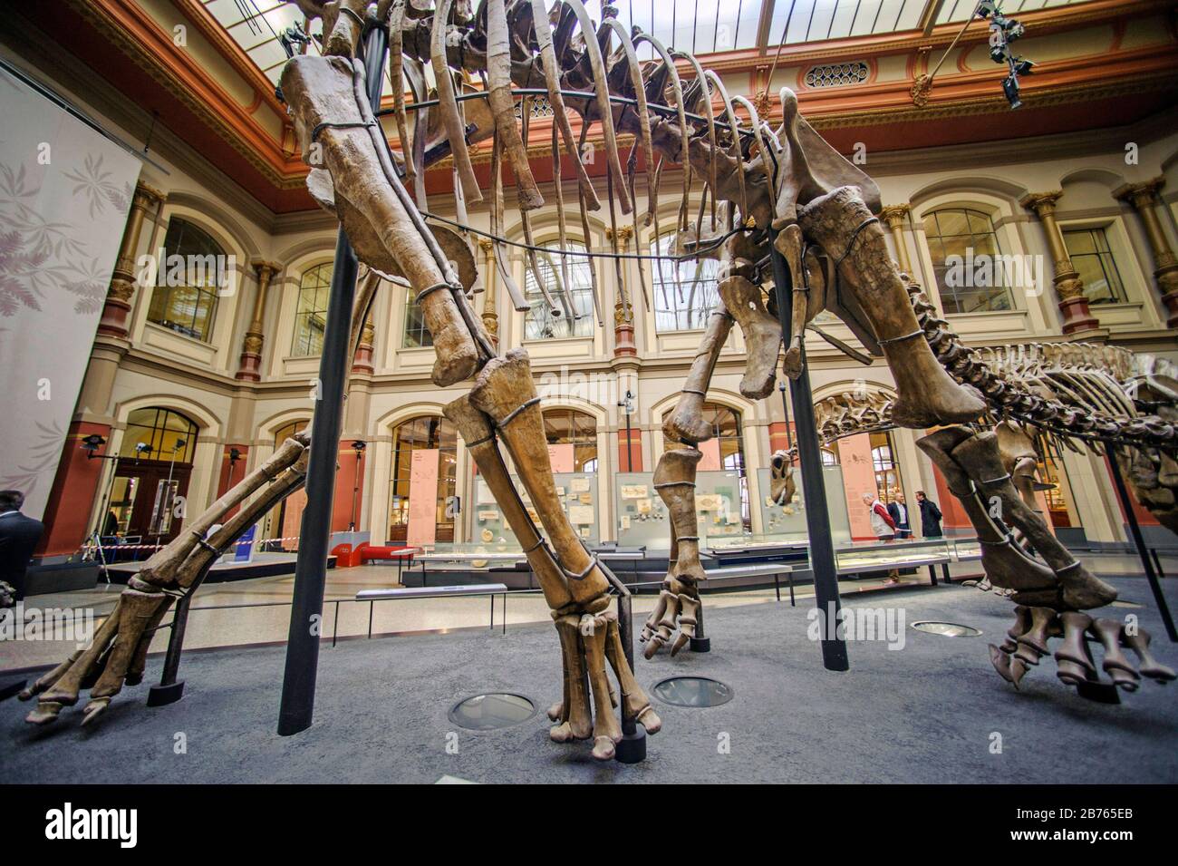 Brachiosaurus skeleton berlin High Resolution Stock Photography and ...