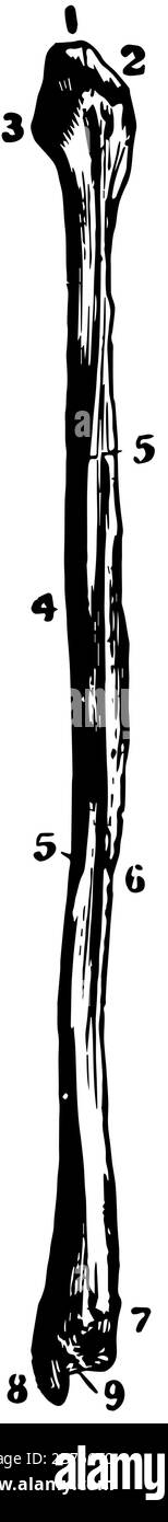 This illustration represents Fibula, vintage line drawing or engraving ...