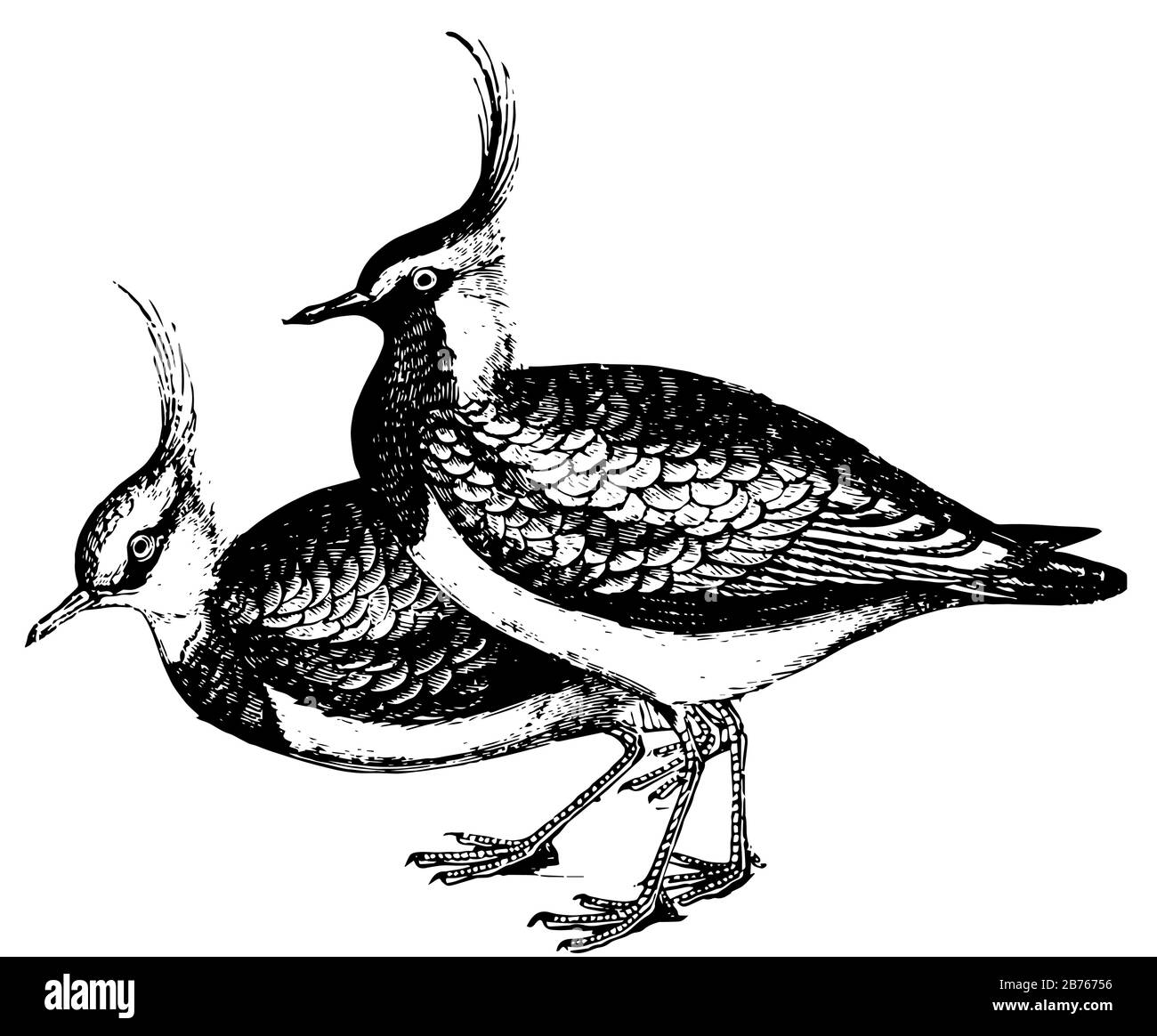 Lapwing may often be seen settling in fields recently ploughed, vintage ...