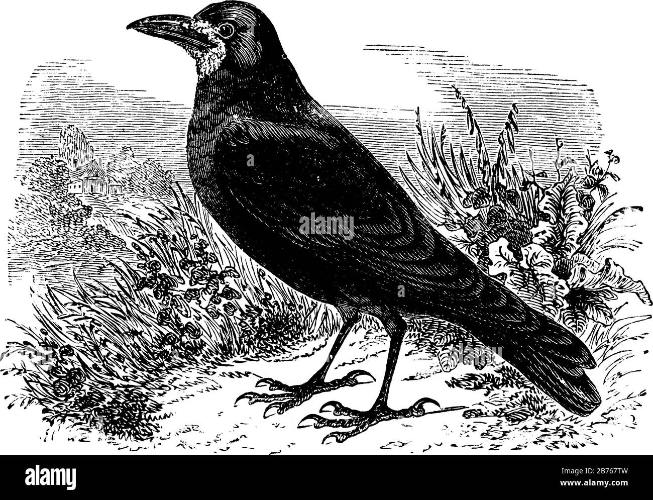 Rook approximately nineteen inches in length and feeds on insects ...