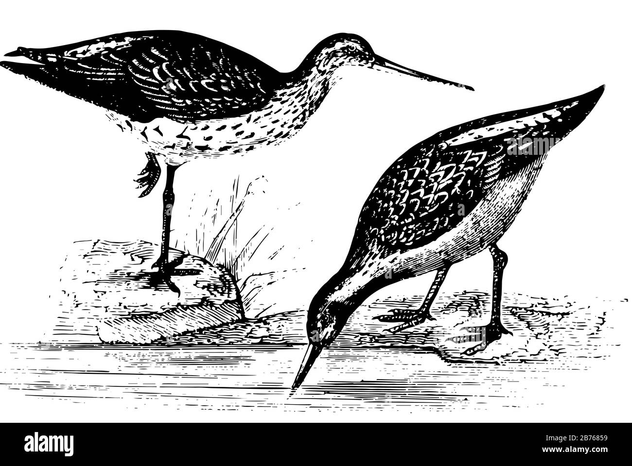 Godwit is larger than the Woodcock with a long beak, vintage line ...