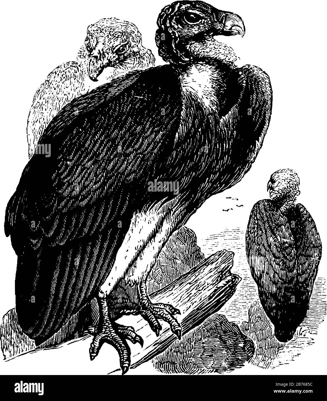 Native to south Cut Out Stock Images & Pictures - Alamy