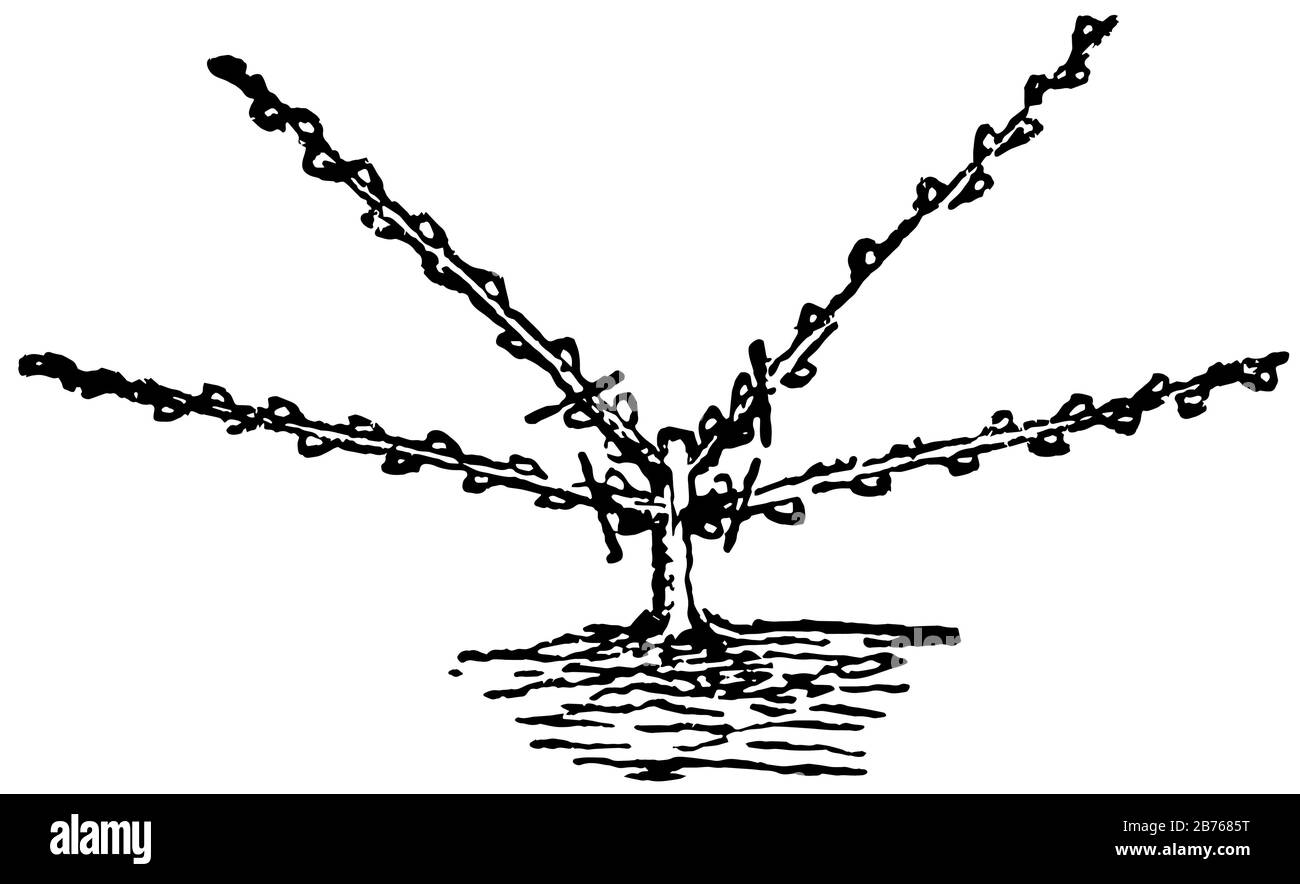 This illustration represents Fan Shaped Pruning which is another types ...