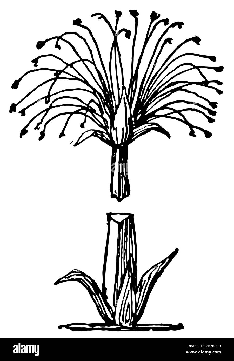 Papyrus is a frequent form in Egyptian ornament, vintage line drawing ...