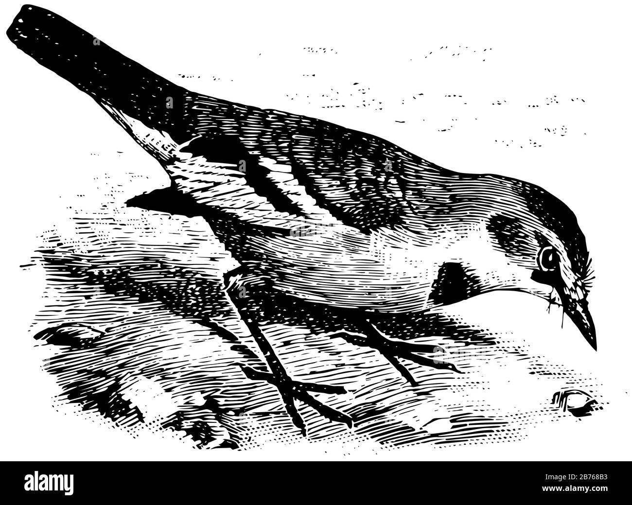 Desert Chough is small bird, vintage line drawing or engraving ...