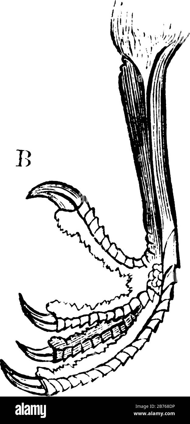 This illustration represents Water ousel Foot, vintage line drawing or ...