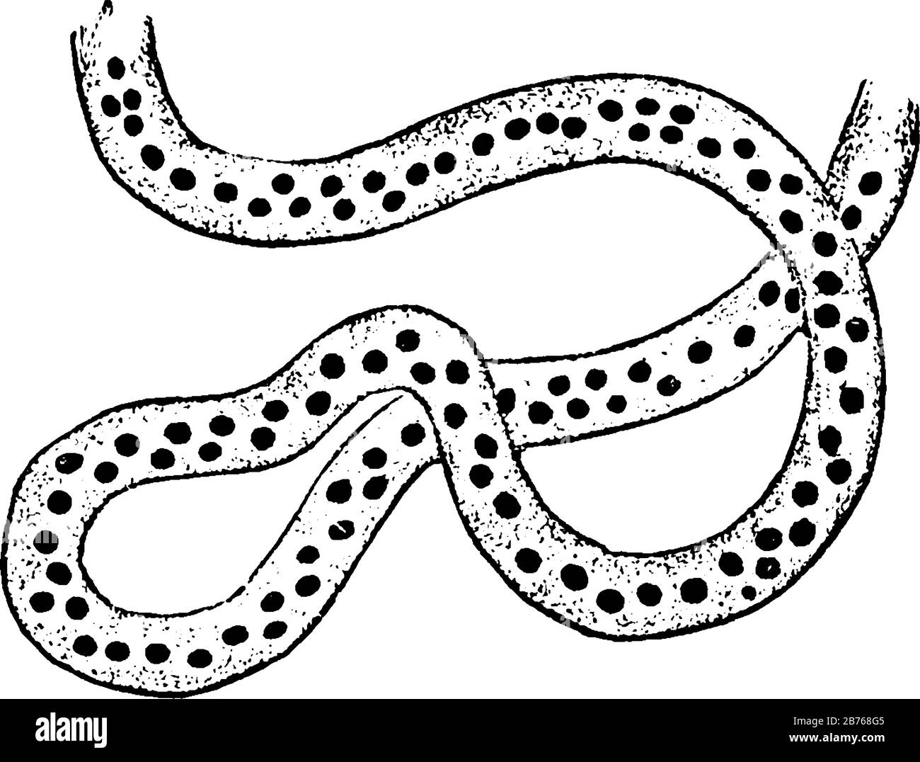 A line of toad eggs, vintage line drawing or engraving illustration ...